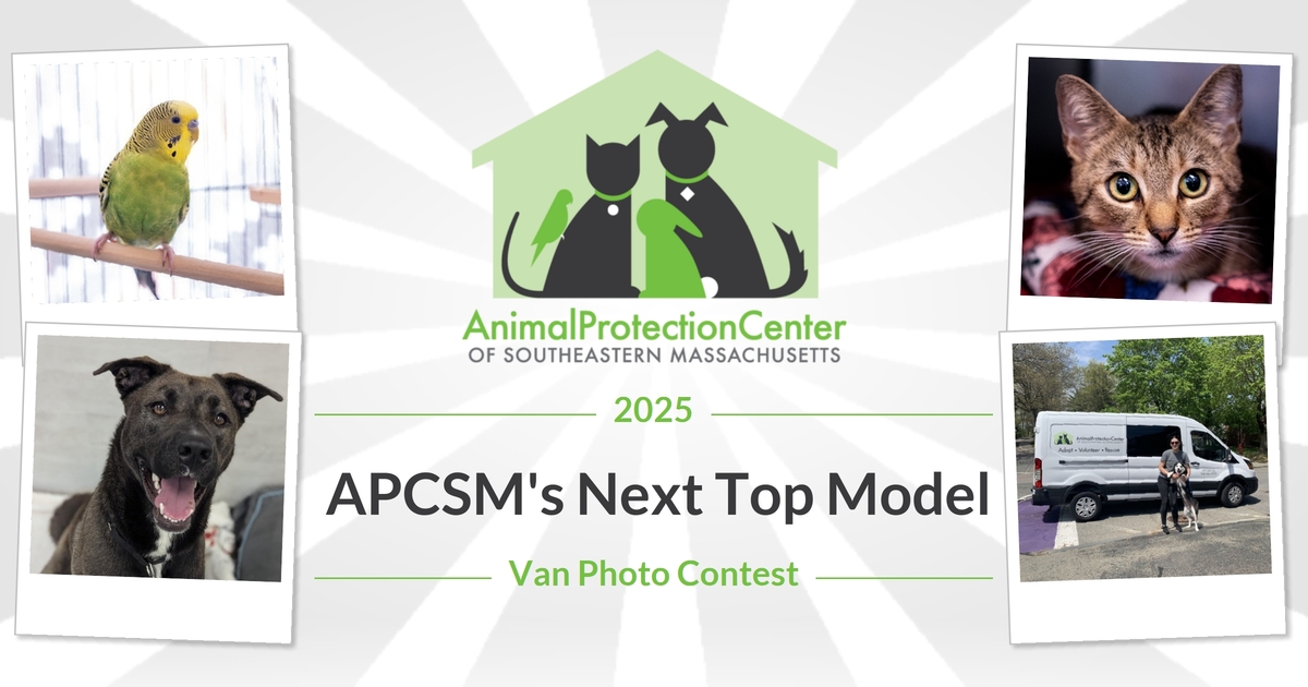 Animal Protection Center of Southeastern Massachusetts | APCSM’s Next ...