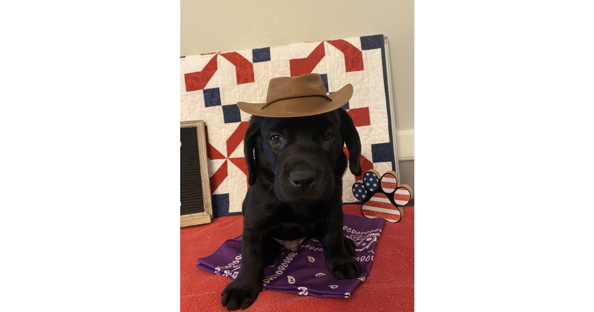 Vote for Jet | Dogs for Better Lives Photo Calendar Contest