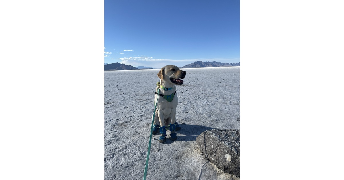 Vote for Williams | Dogs for Better Lives Photo Calendar Contest