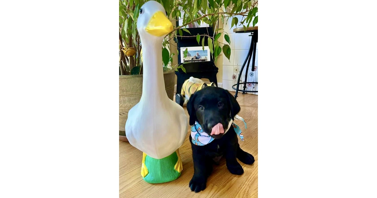 Vote for Goose | Dogs for Better Lives Photo Calendar Contest