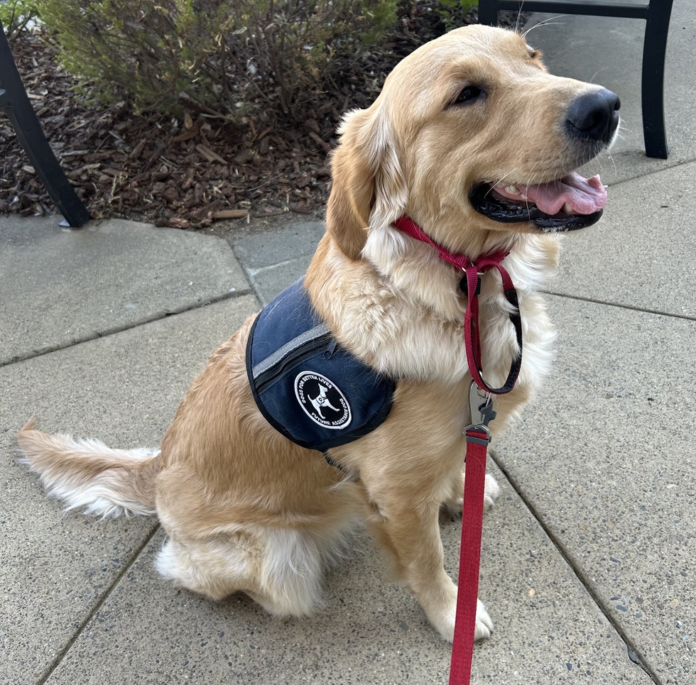 Vote for Bea | Dogs for Better Lives Photo Calendar Contest