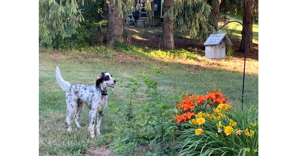 Vote for Colt | "It's an English Setter's Life" 2026 Calendar