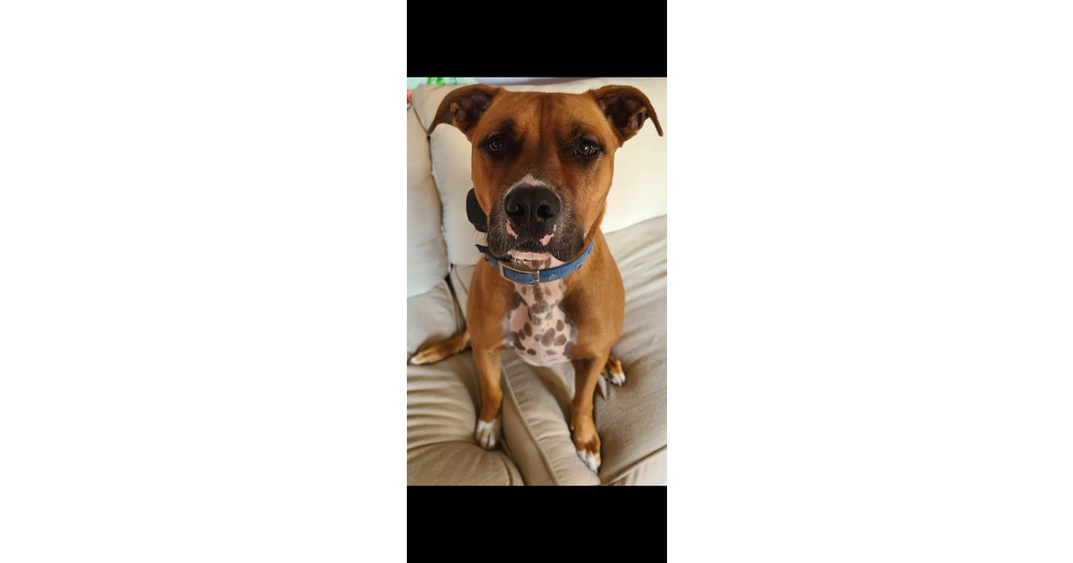 Vote for Miles | "It's an English Setter's Life" 2026 Calendar