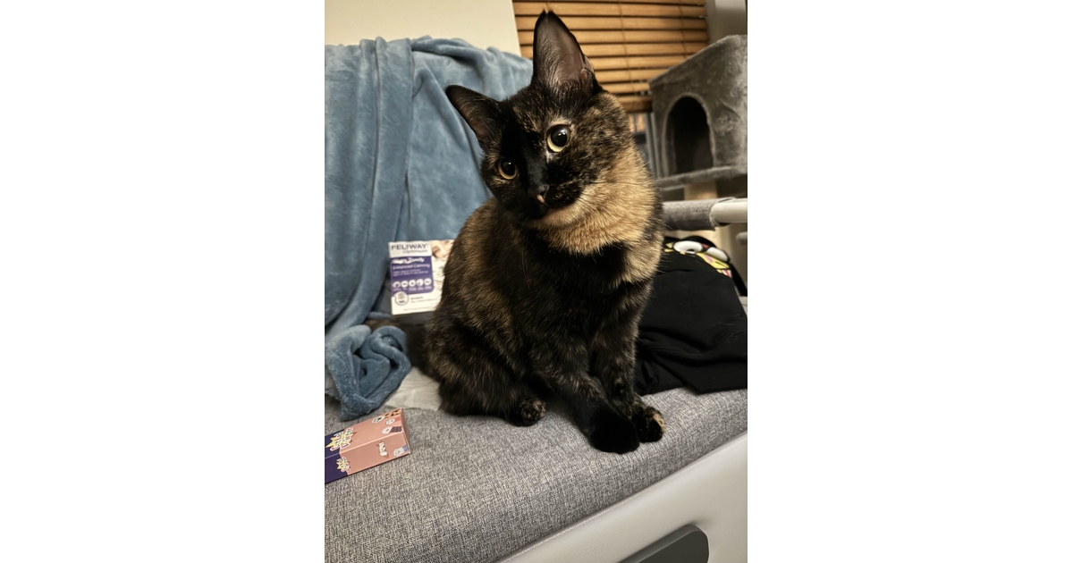 Vote for Michi | FCDRT 2026 Calendar Contest!