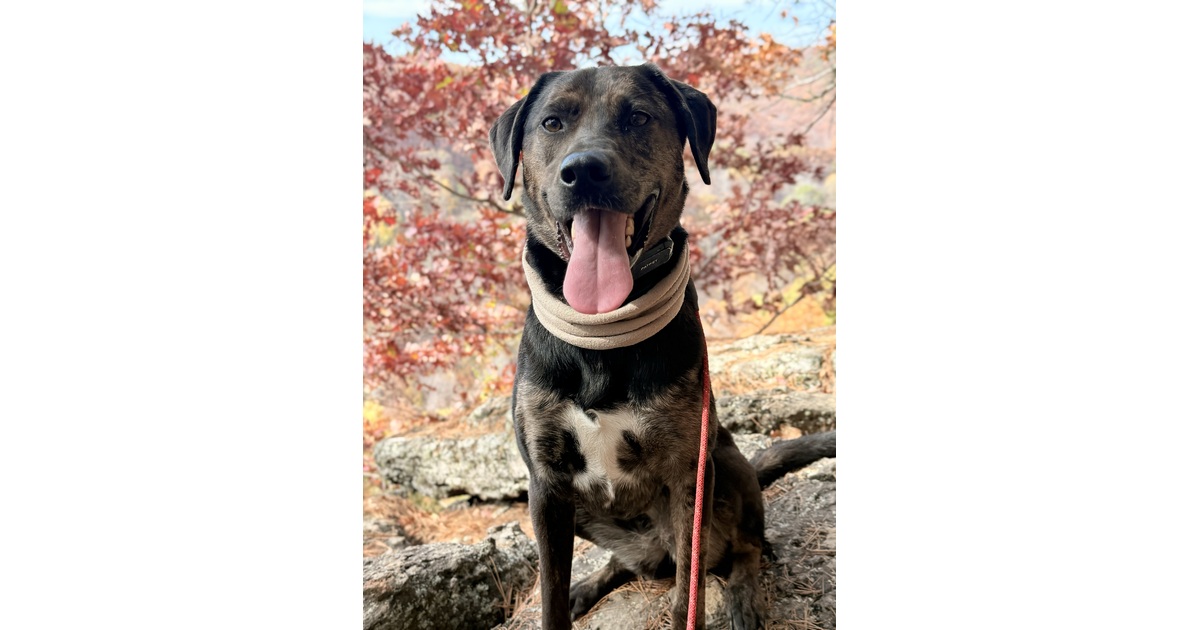 Vote for Indie | PAW PINTS 2025 Dog Photo Beer Label Contest