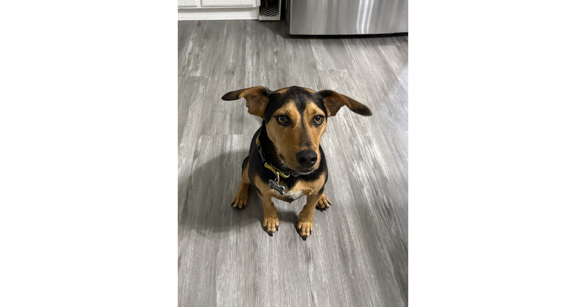 Vote for Bolt | 2026 PAW Photo Contest