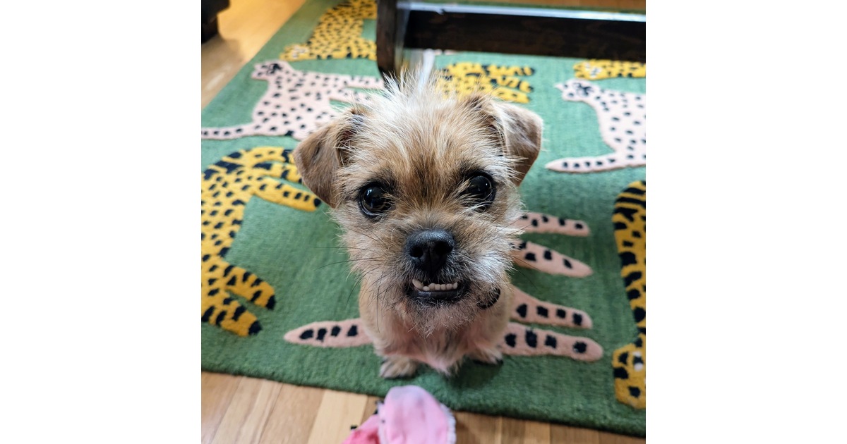 Vote for Augustus | 2026 Oregon Dog Rescue Calendar Contest sponsored ...