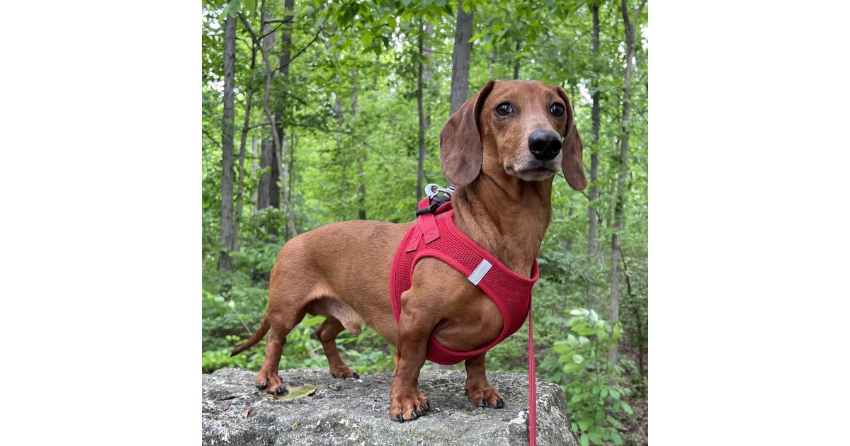 Vote for Jay Low | 2025 Underdog Rescue Brew Spokesanimal Contest