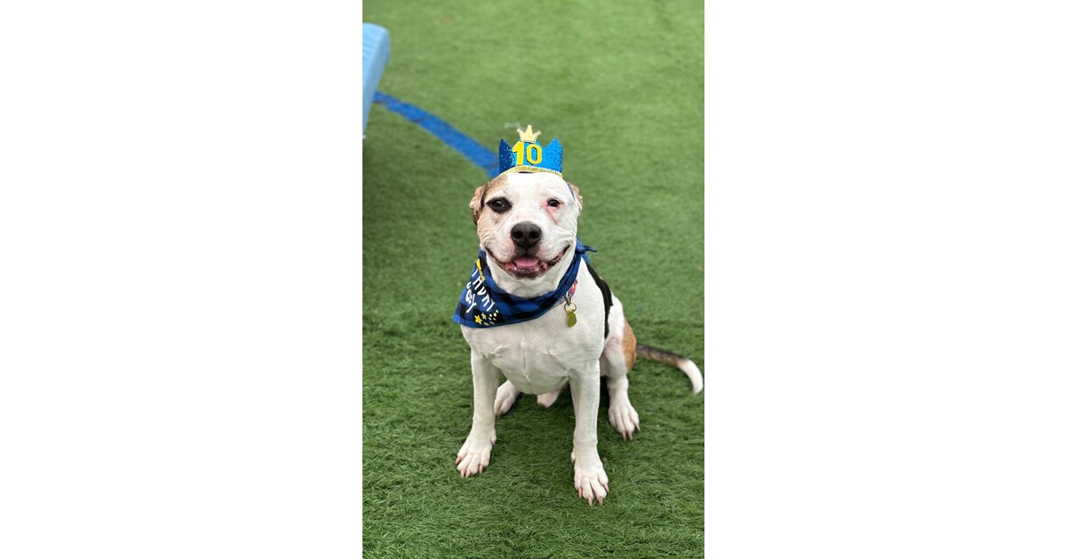 Vote for Chico | Great Plains SPCA Best in Show Pet Contest 2025