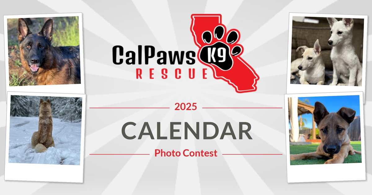 Rules | CalPaws K9 Rescue | CalPaws K9 Rescue Calendar Photo Contest 2026