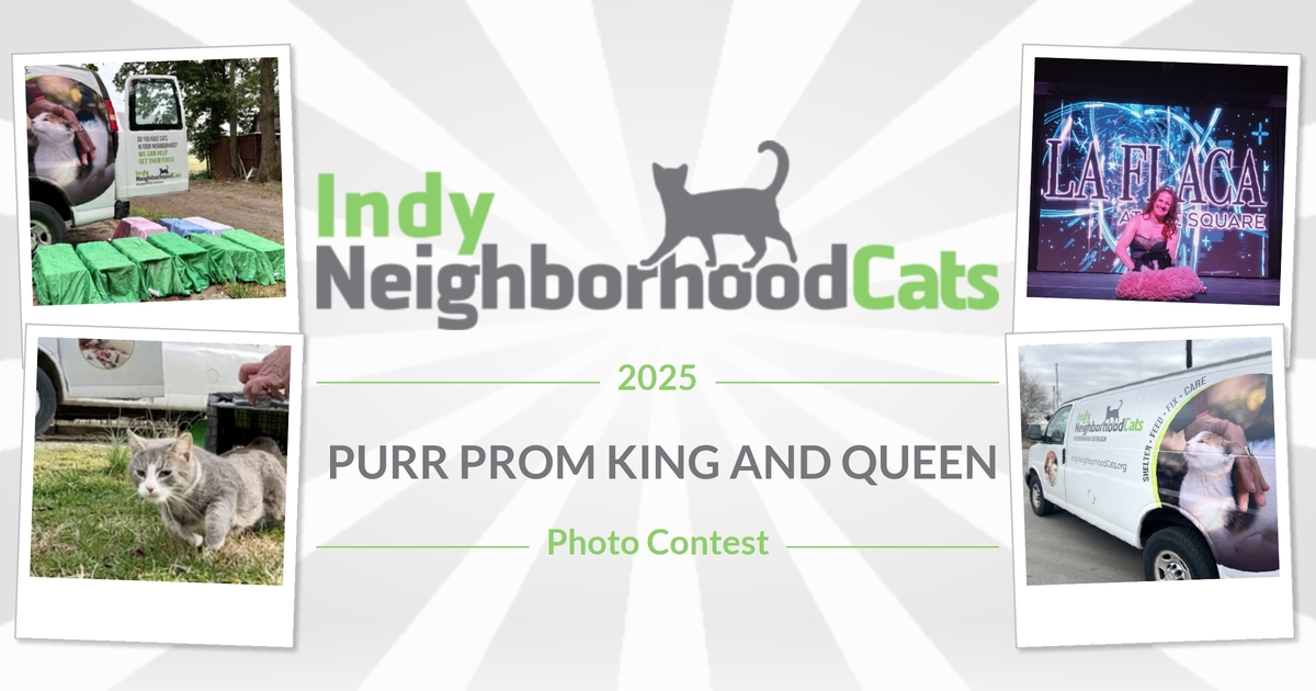Indy Neighborhood Cats | 2025 Purr Prom King and Queen Photo Contest