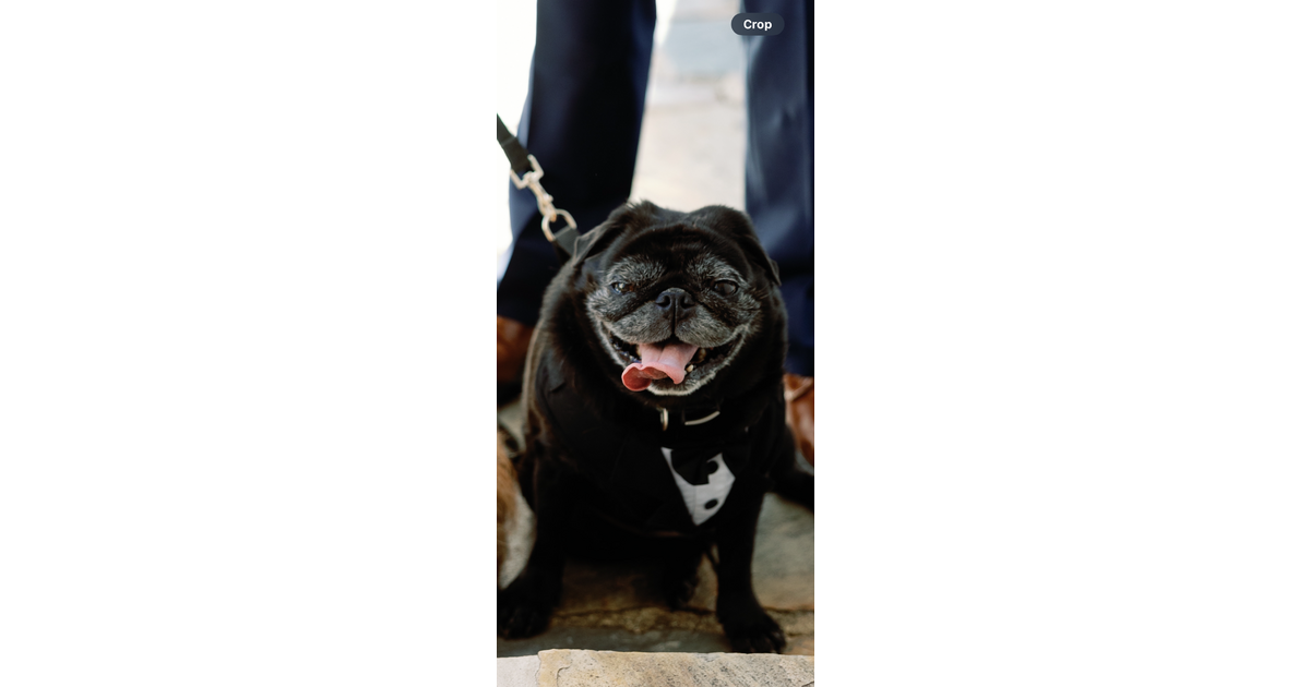 Vote for Oso | 2026 Mid Atlantic Pug Rescue Calendar Contest