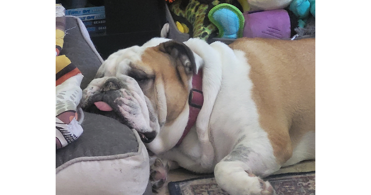 Pledge for Oscar | Life is Better With A Bulldog 2026 Calendar Contest