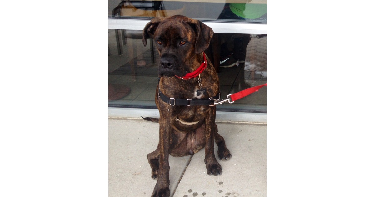 Vote for Dobi | Blue Ridge Boxer Rescue Photo Contest