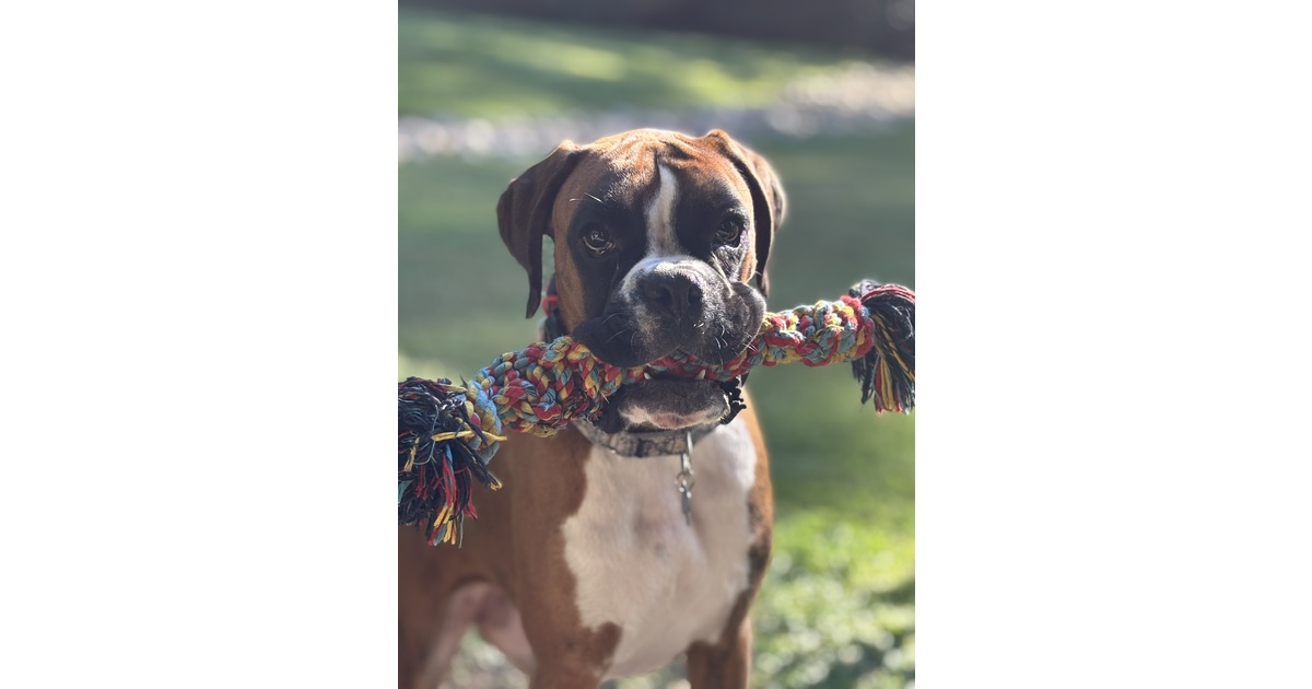Vote for Frankie | Blue Ridge Boxer Rescue Photo Contest