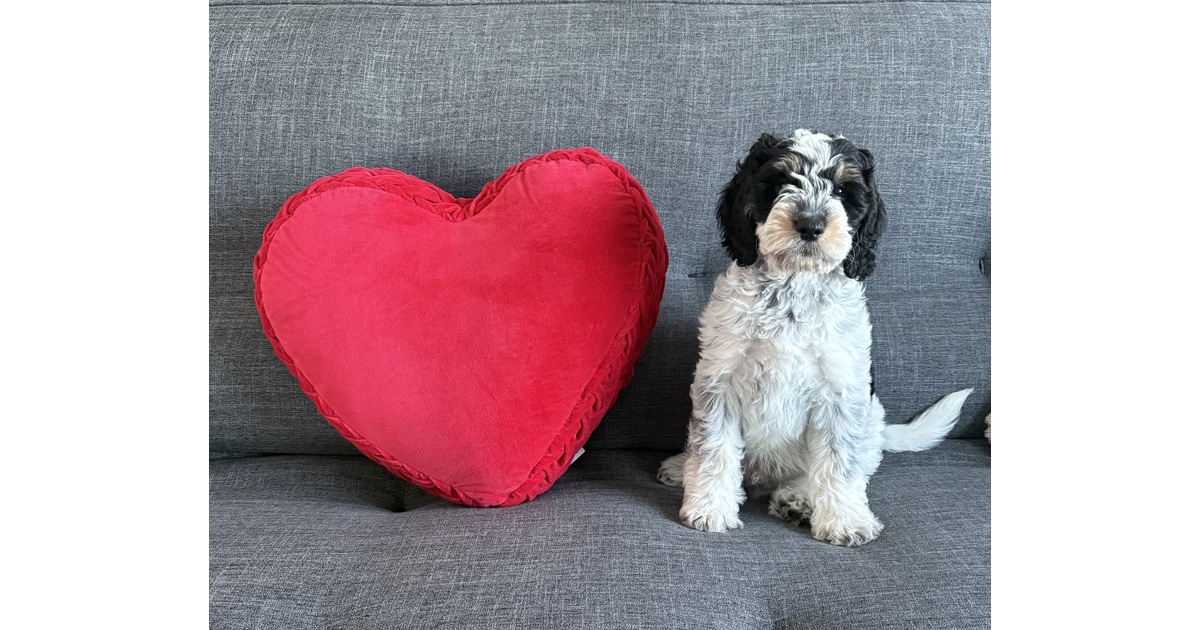 Vote for Eddie | 2026 Calendar Contest