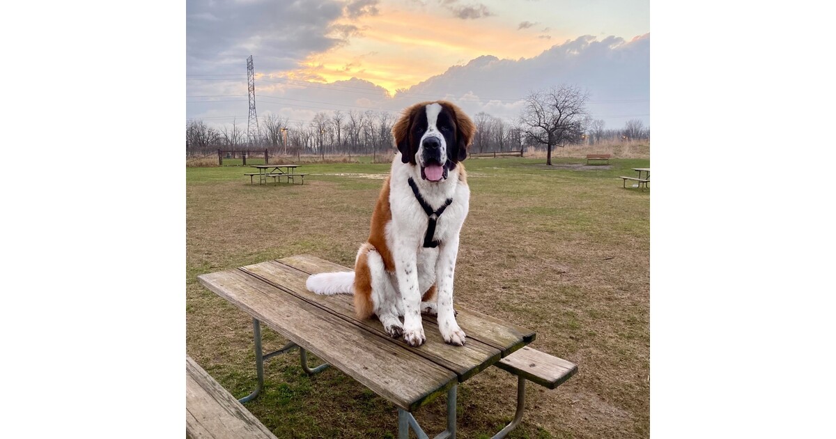 Vote for Rocky | 2026 Calendar Contest