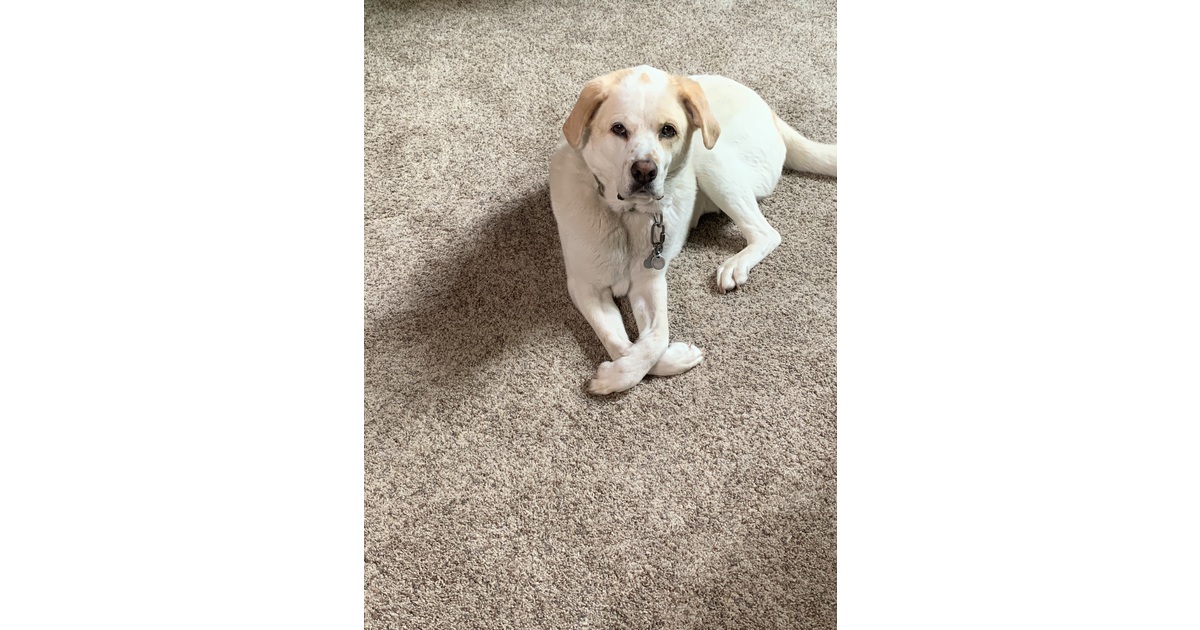 Vote for Odin | 2026 Calendar Contest