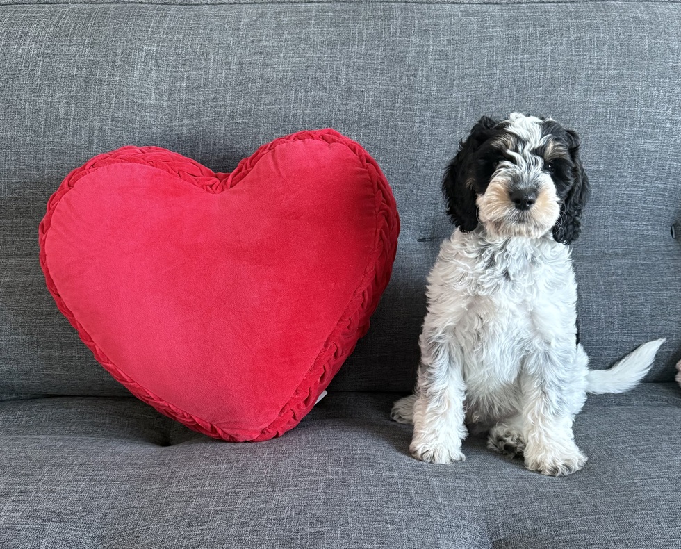 Vote for Eddie | 2026 Calendar Contest