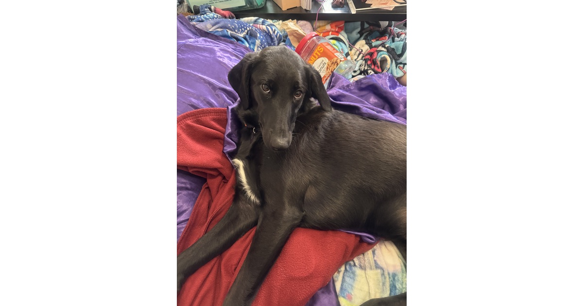 Vote for Reggie | Annual Calendar Photo Contest Fundraiser