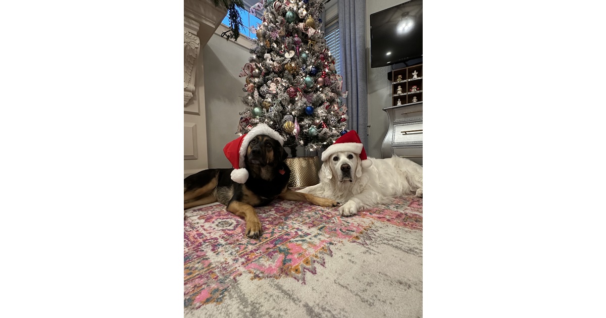 Vote for Zeb & Loki | 2026 ARL Happy Tails Calendar Photo Contest