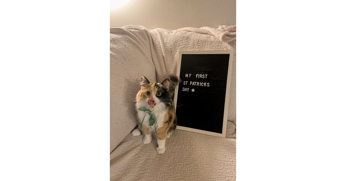 Vote for Penny Bee | 2026 ARL Happy Tails Calendar Photo Contest