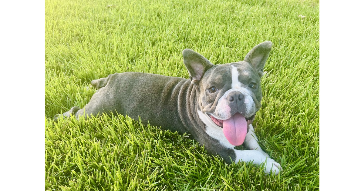 Vote for Tesla living the life she deserves! | Picture Pawfect Pet ...