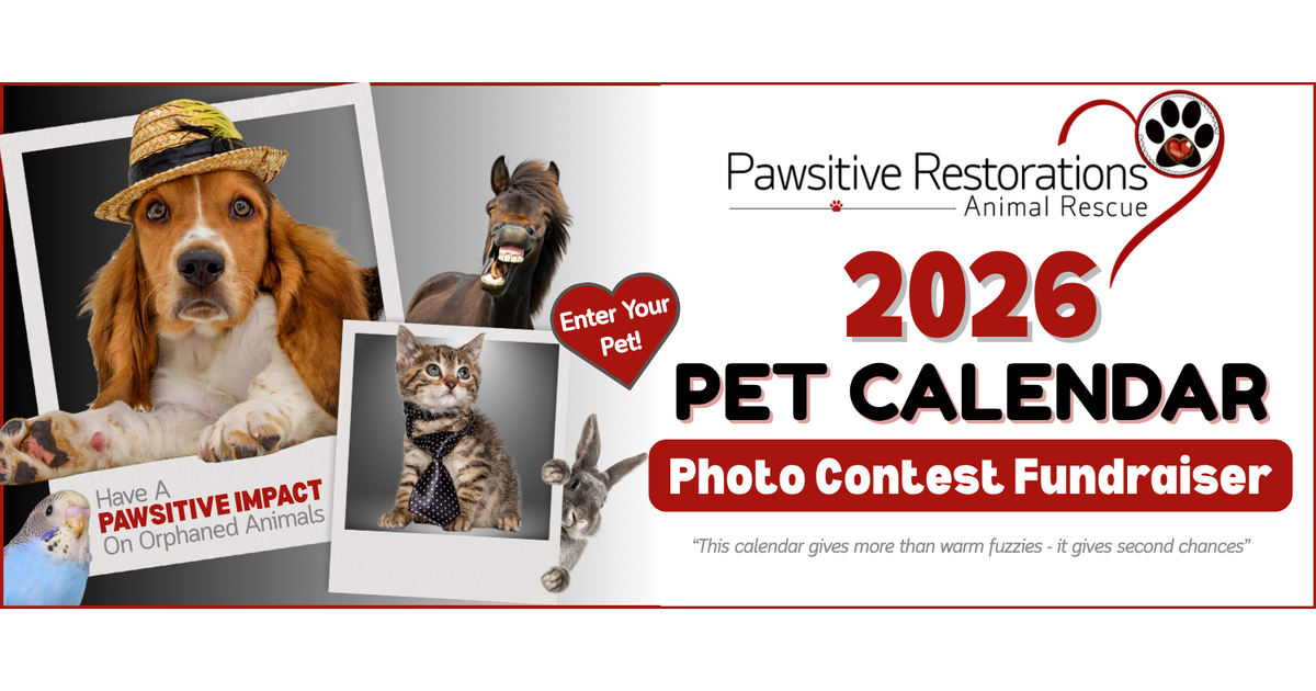 Pawsitive Restorations Animal Rescue | Pawsitive Restorations Animal ...