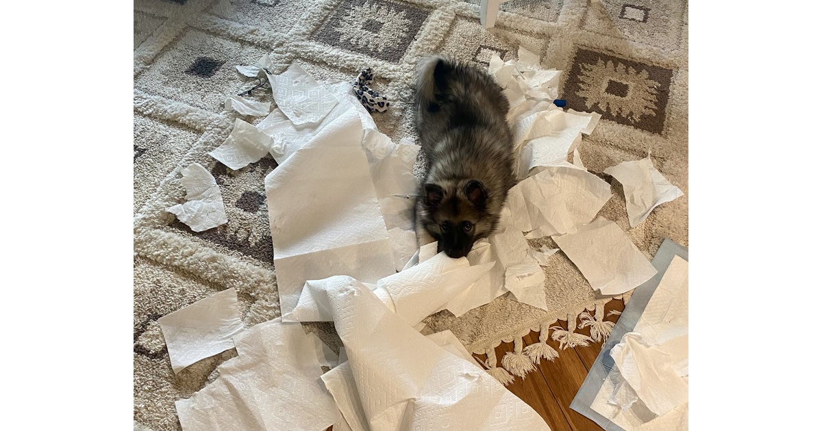 Vote for Franklin | Pawsitive Restorations Animal Rescue’s 2026 ...