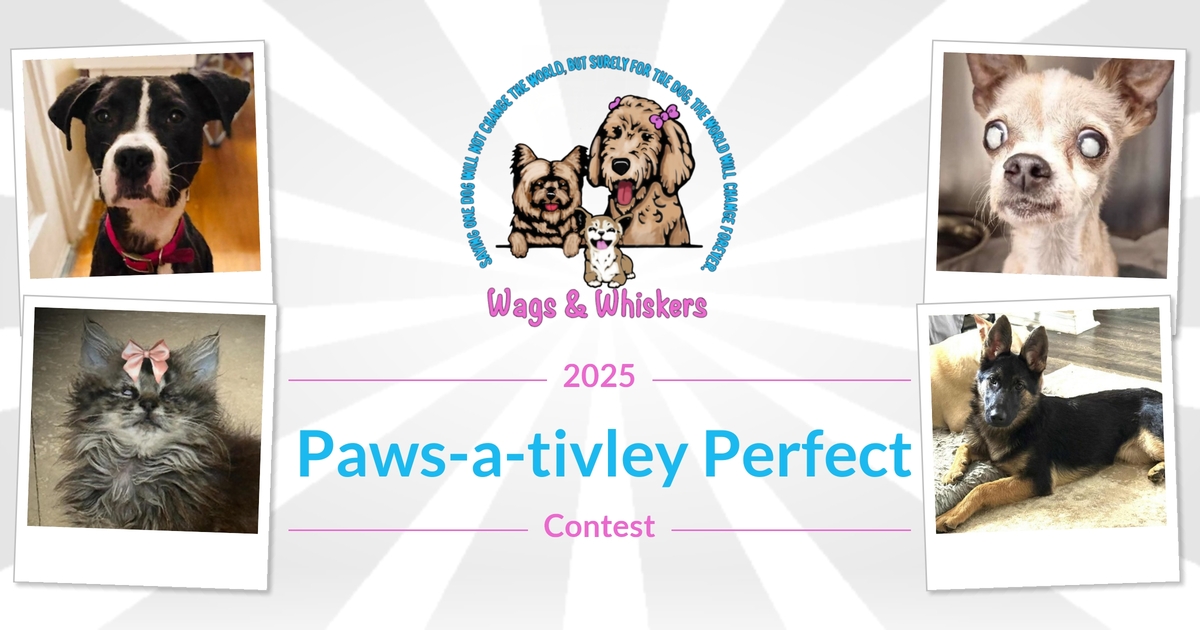 Wags and Whiskers Animal Rescue League | Paws-a-tivley Perfect