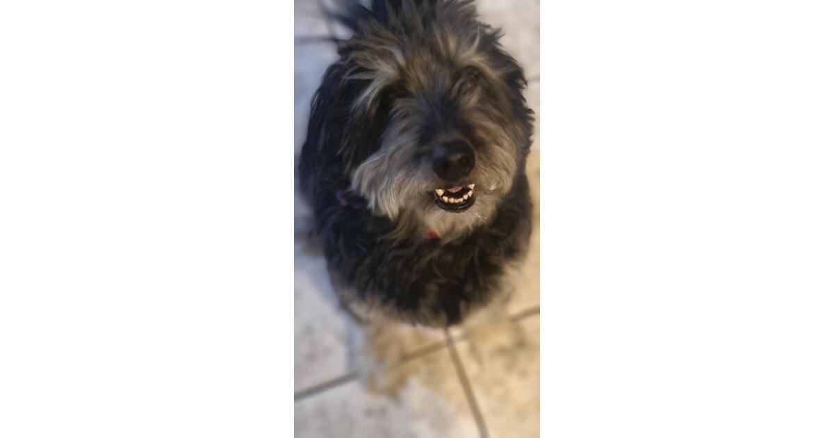 Vote for Shadow (AKA Scratchy Boy) | Kiss My Paws Photo Contest