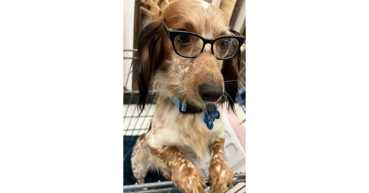 Vote for Milo | King and Queen of CLT Weenie Walk 2025