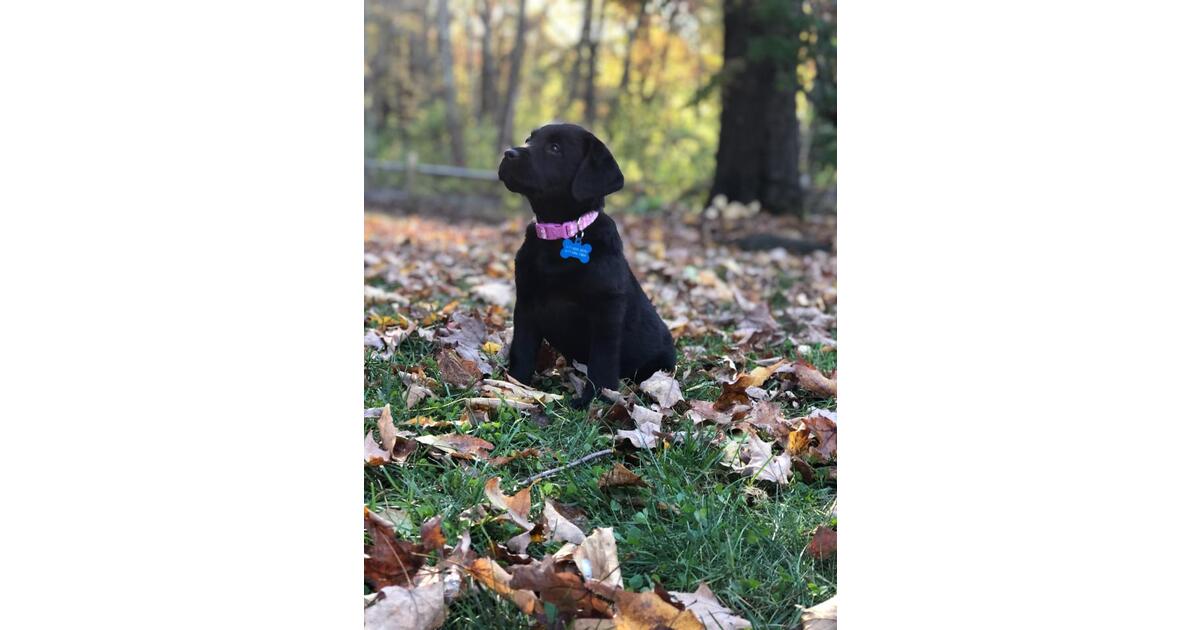 Vote for Cece | VWB Animals & Ales