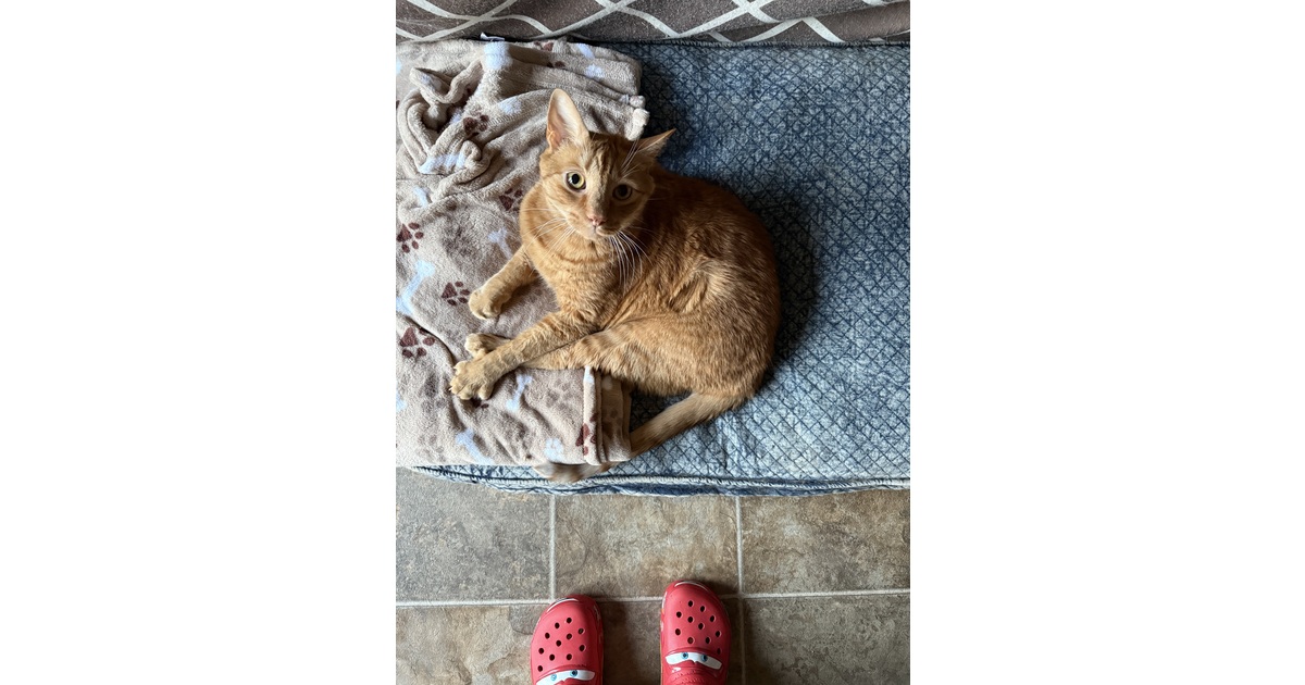Vote for Jasper | Cutest Cat Photo Contest