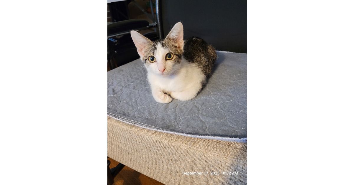 Vote for Oreo | Cutest Cat Photo Contest