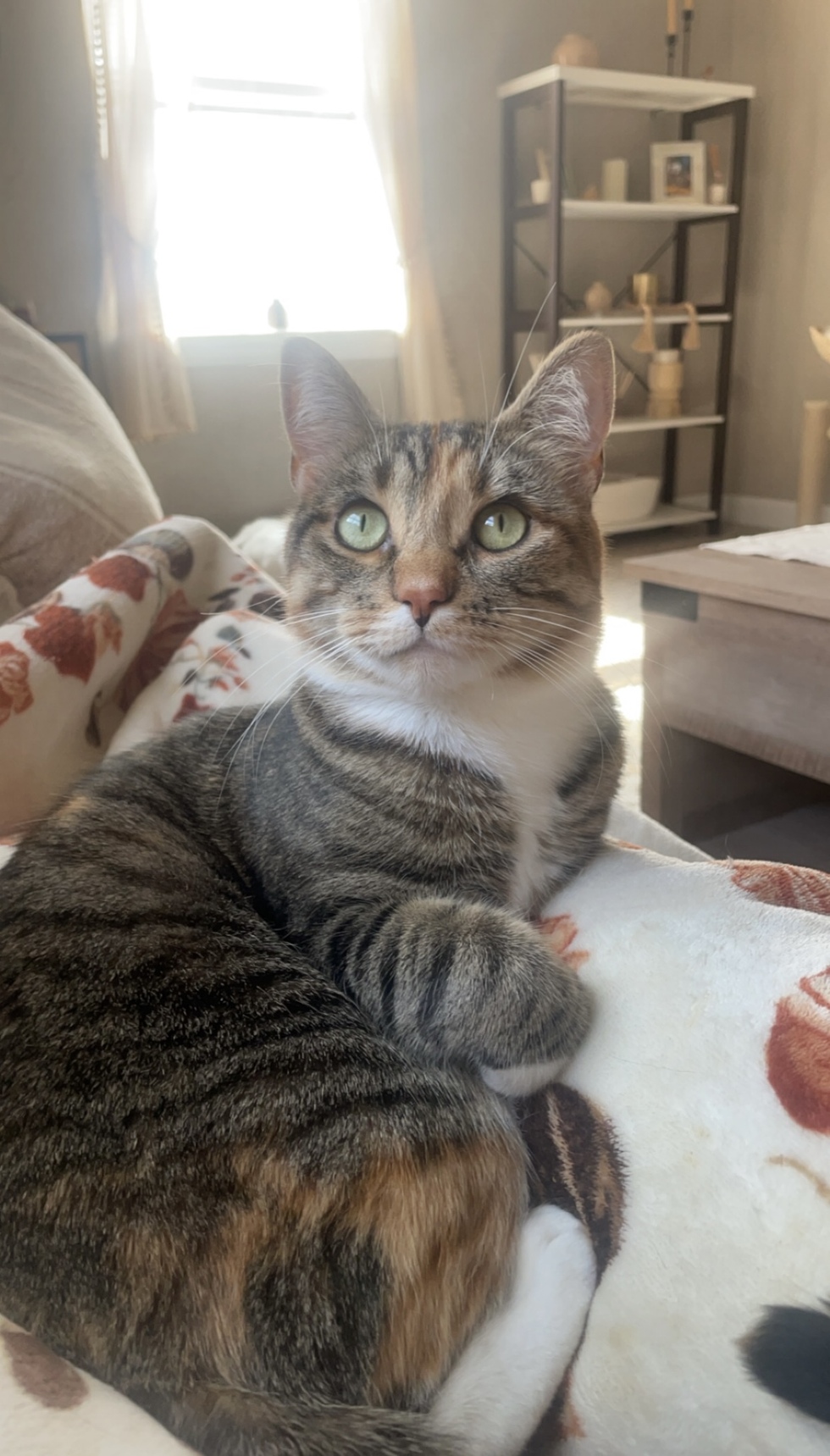 Vote for Winnie | Cutest Cat Photo Contest