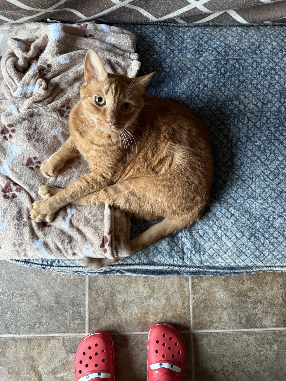 Vote for Jasper | Cutest Cat Photo Contest