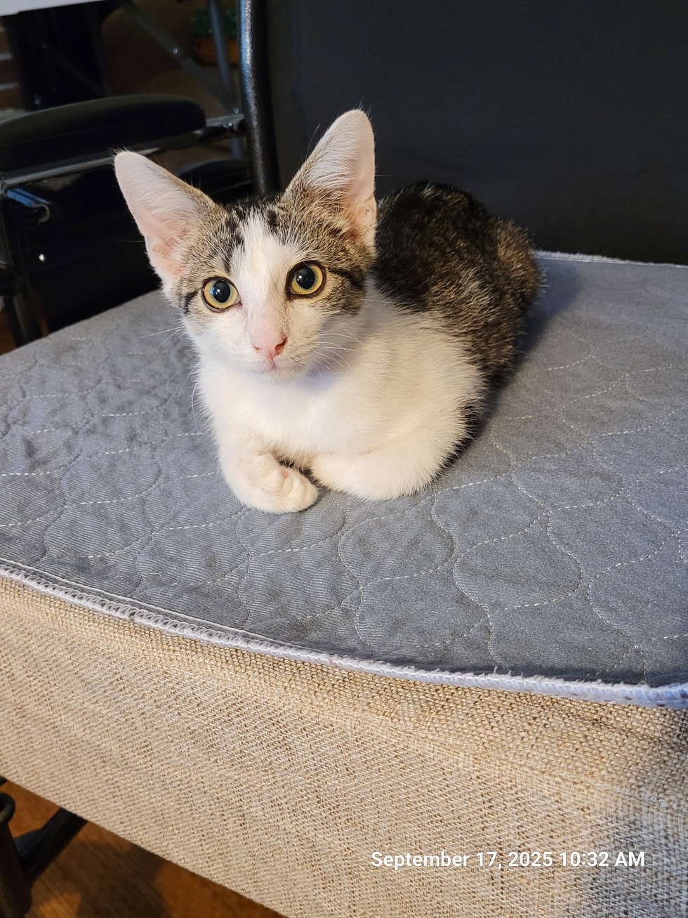 Vote for Oreo | Cutest Cat Photo Contest