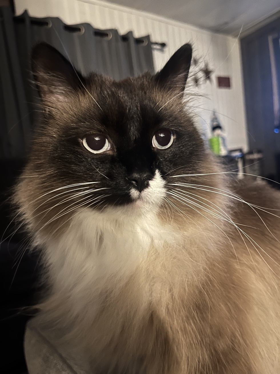 Vote for Cosmo | Cutest Cat Photo Contest