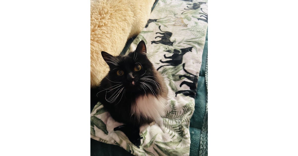 Vote for Kingsley | Animal Welfare League Pet Photo Competition