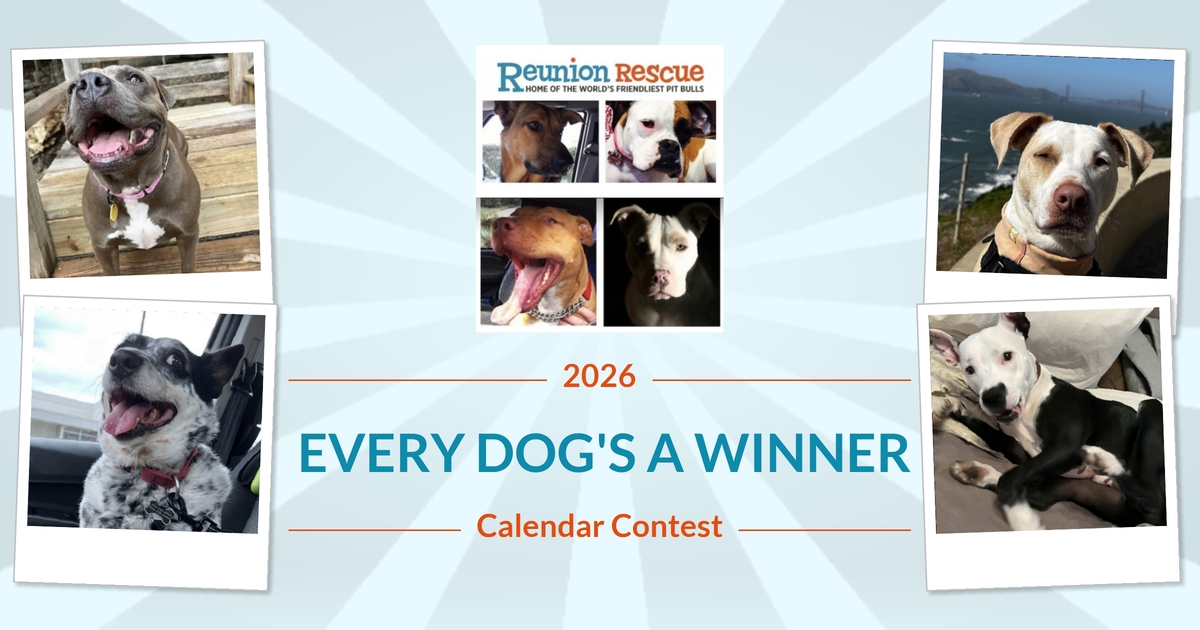 Reunion Rescue | Reunion Rescue 2026 Every Dog's a Winner Calendar Contest