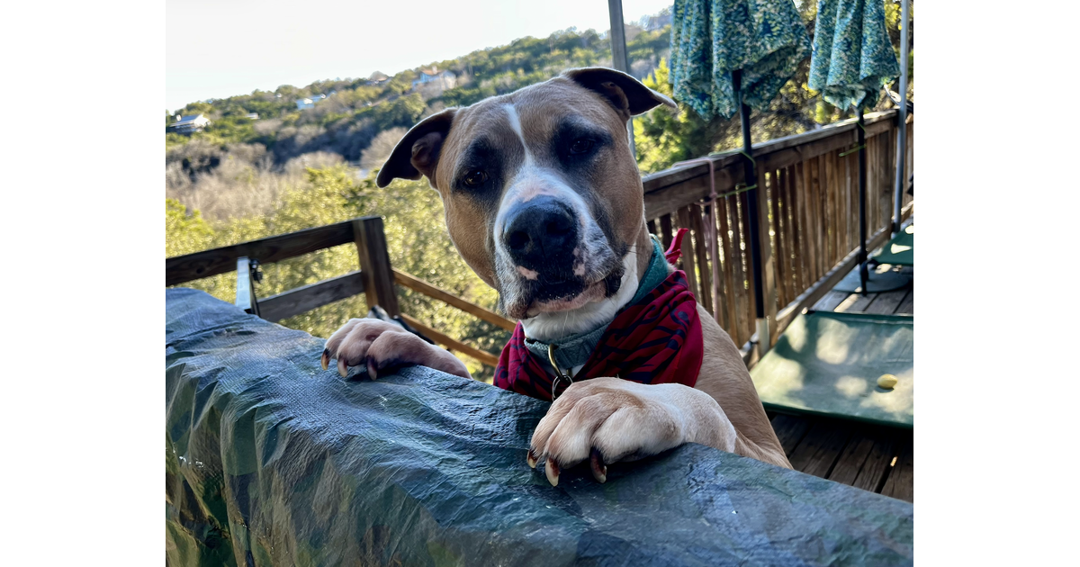 Vote for Cheeto | Reunion Rescue 2026 Every Dog's a Winner Calendar Contest
