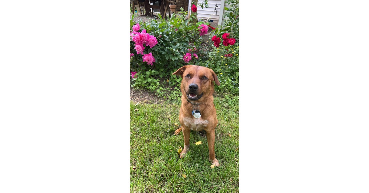 Vote for Tucker | LAPS' Pets on Pints