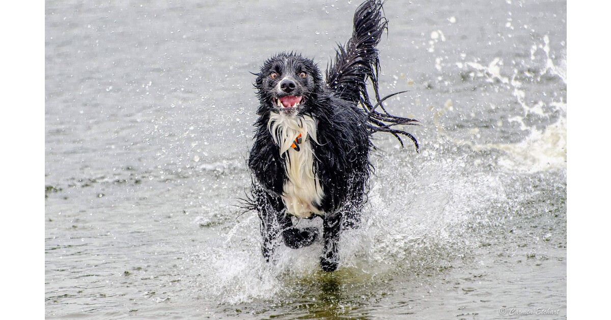 Vote for Disco | LAPS' Pets on Pints