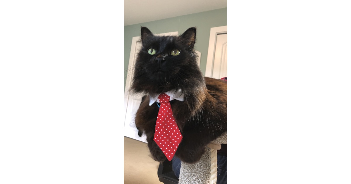 Vote for Hexie | LAPS' Pets on Pints