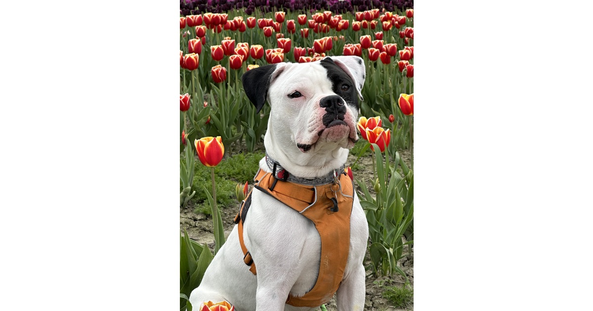 Vote for Petey | LAPS' Pets on Pints