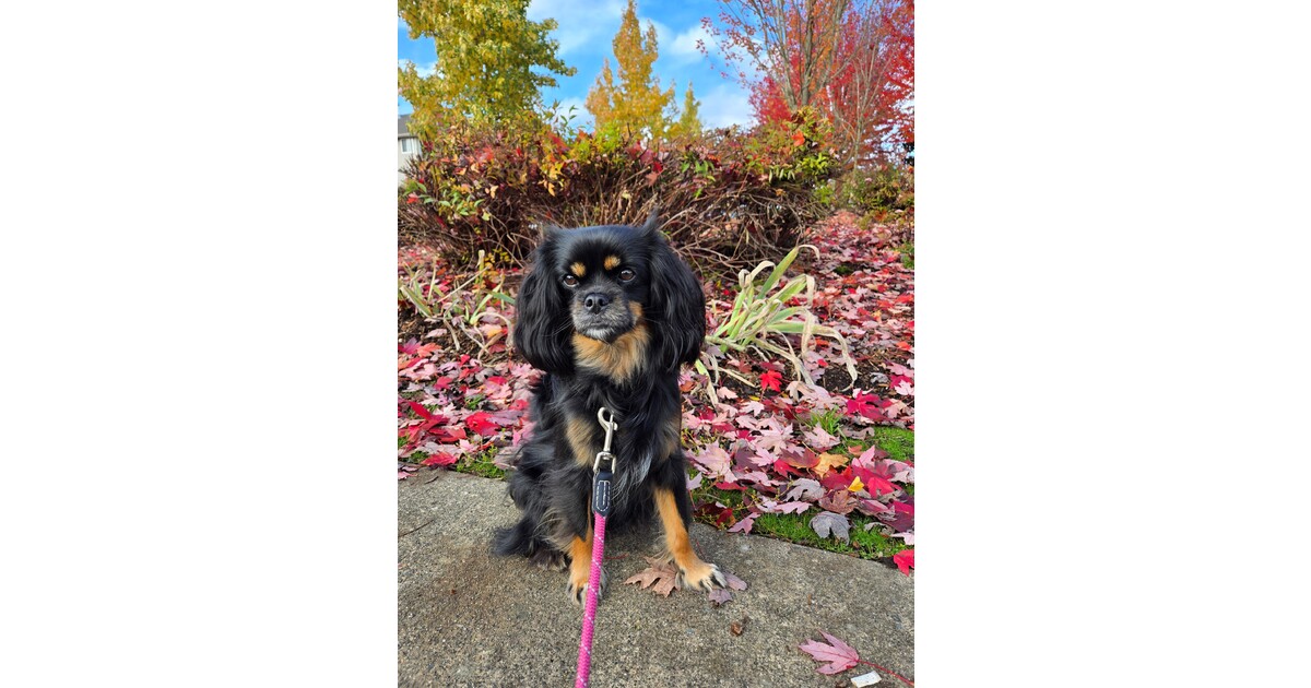 Vote for Moneypenny | LAPS' Pets on Pints