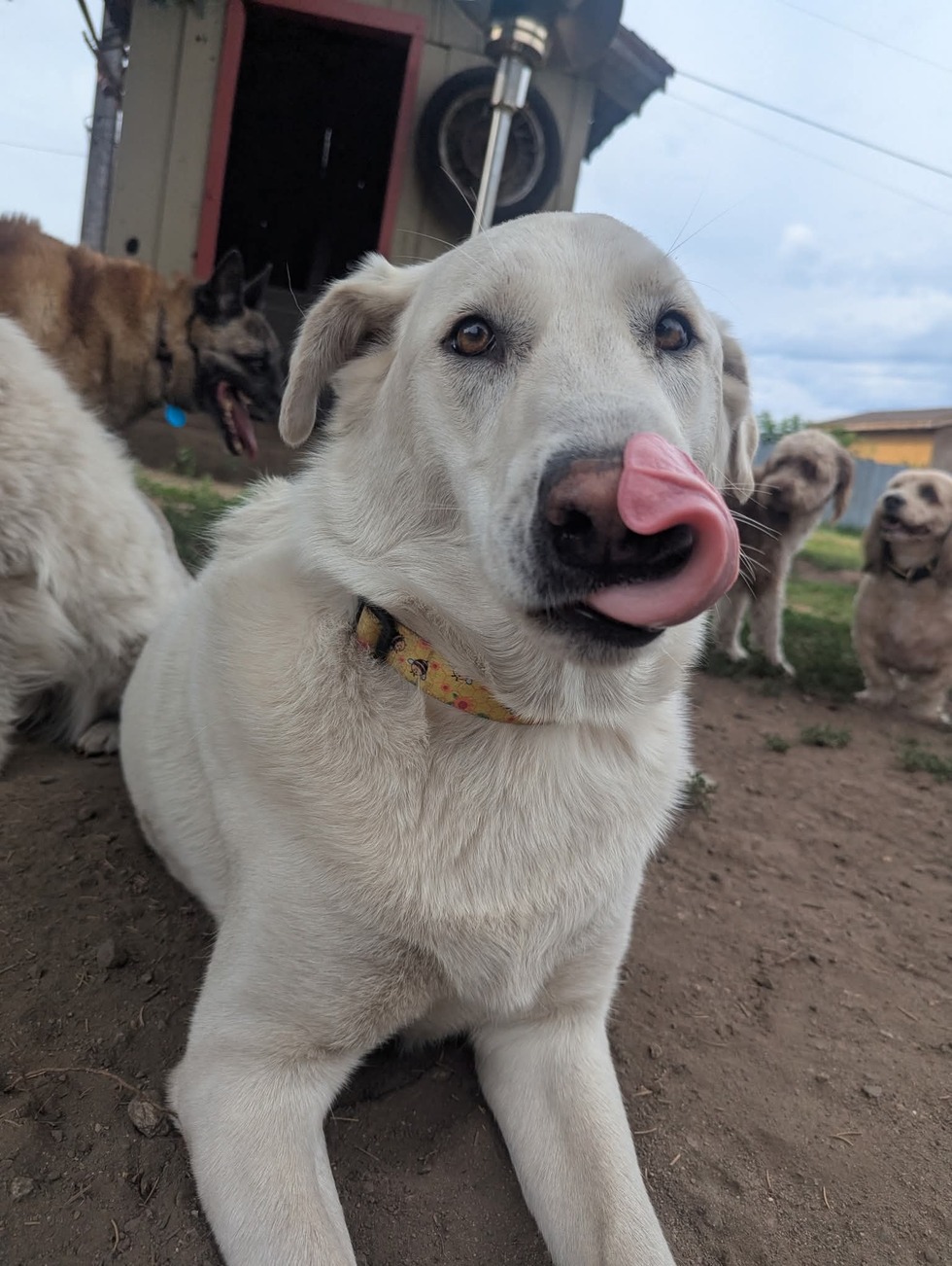 Vote for Widow | LAPS' Pets on Pints