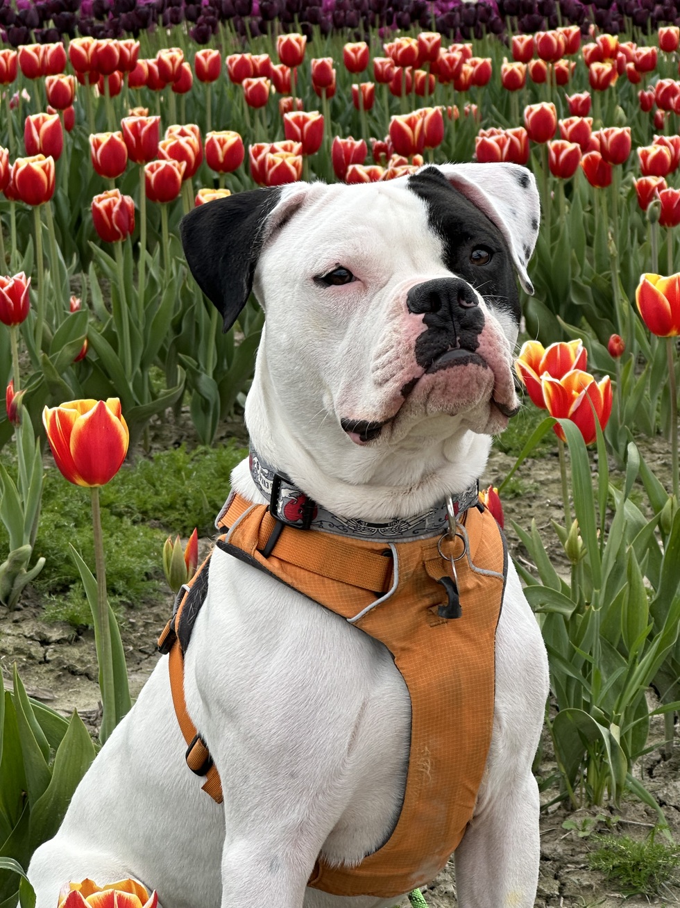 Vote for Petey | LAPS' Pets on Pints