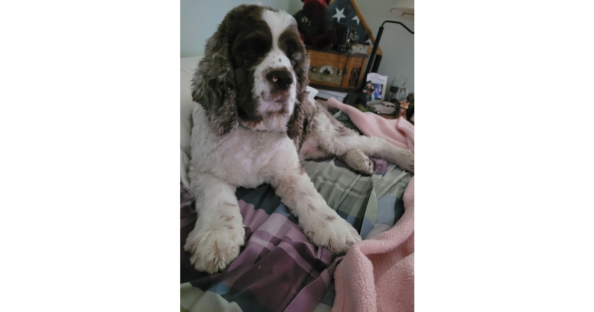 Vote for Charlie | Cutest Pet Contest